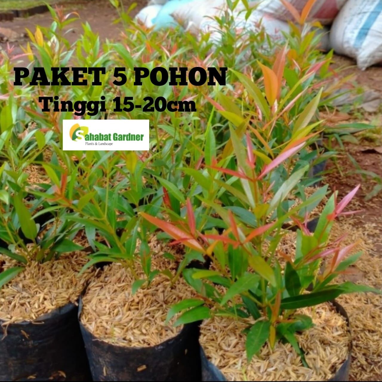 Paket pohon pucuk merah | tanaman pucuk merah paket | paket bunga pucuk ...