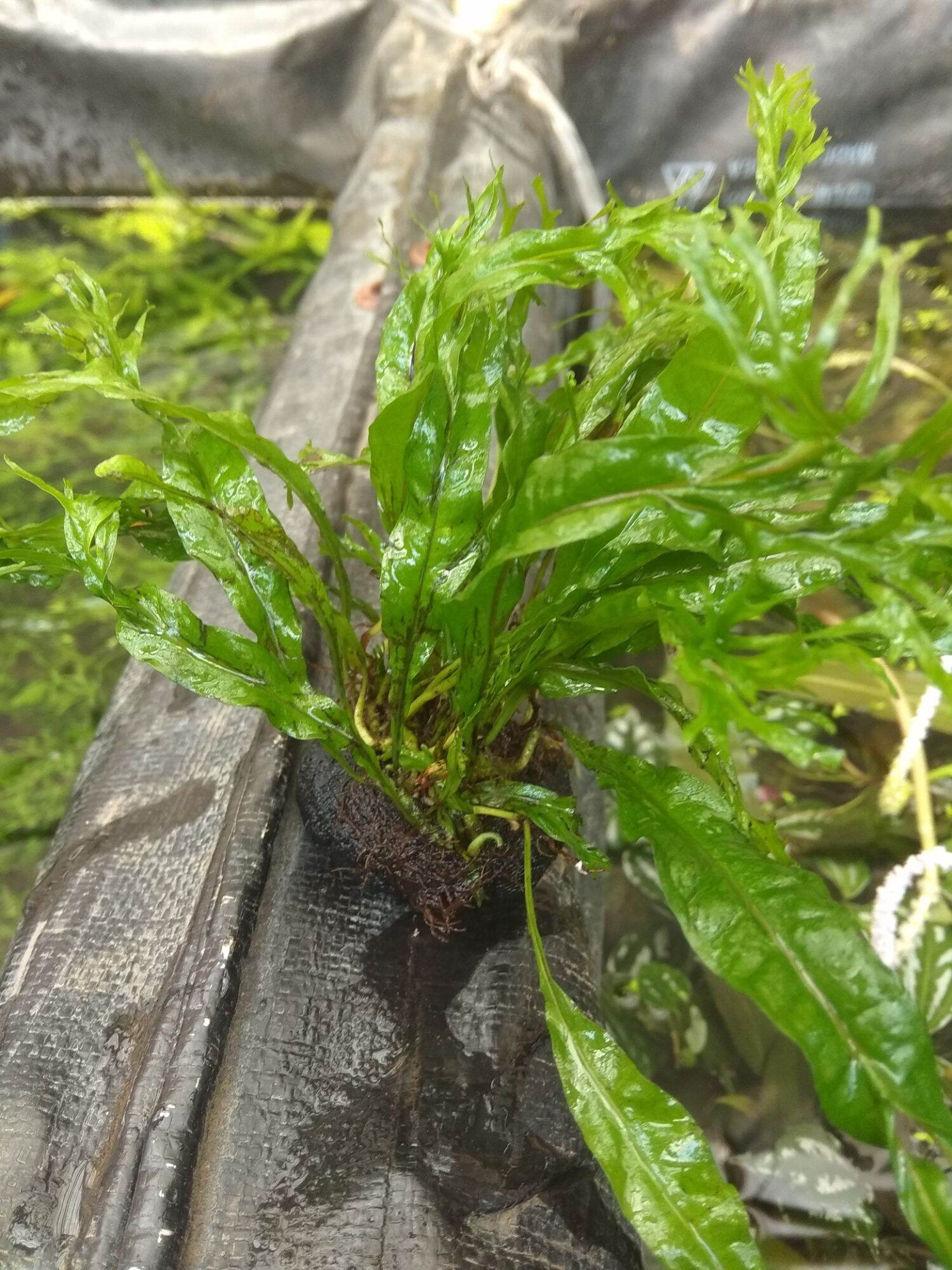 kadaka windelof tanaman aquascape | Lazada Indonesia