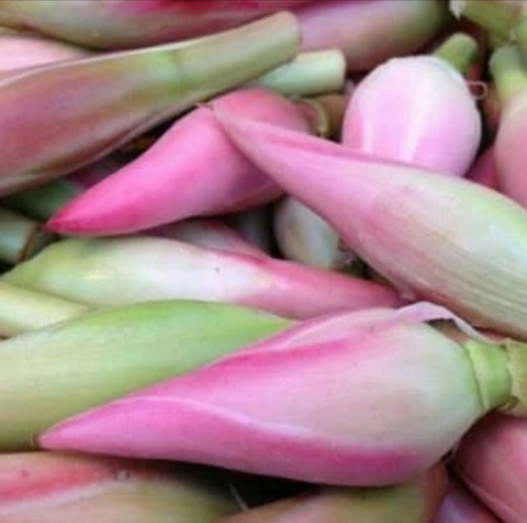 Bunga KECOMBRANG 500 gram Fresh segar, Honje rombeh rias masakan urap a ...