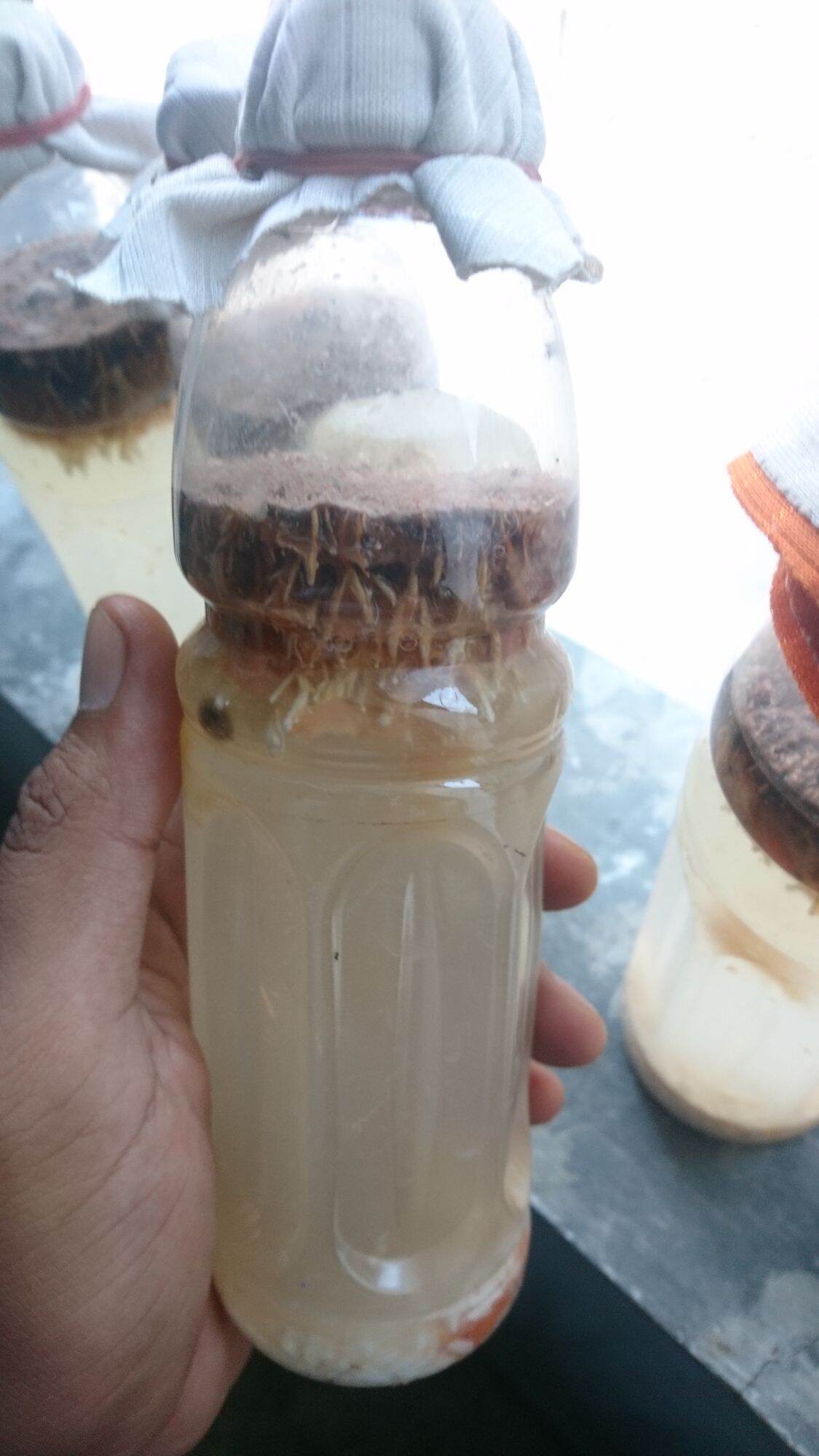 JAMUR JAKABA DAN PSB SUPER JAKABA 350ML PUPUK ORGANIK /jamur keabadian ...
