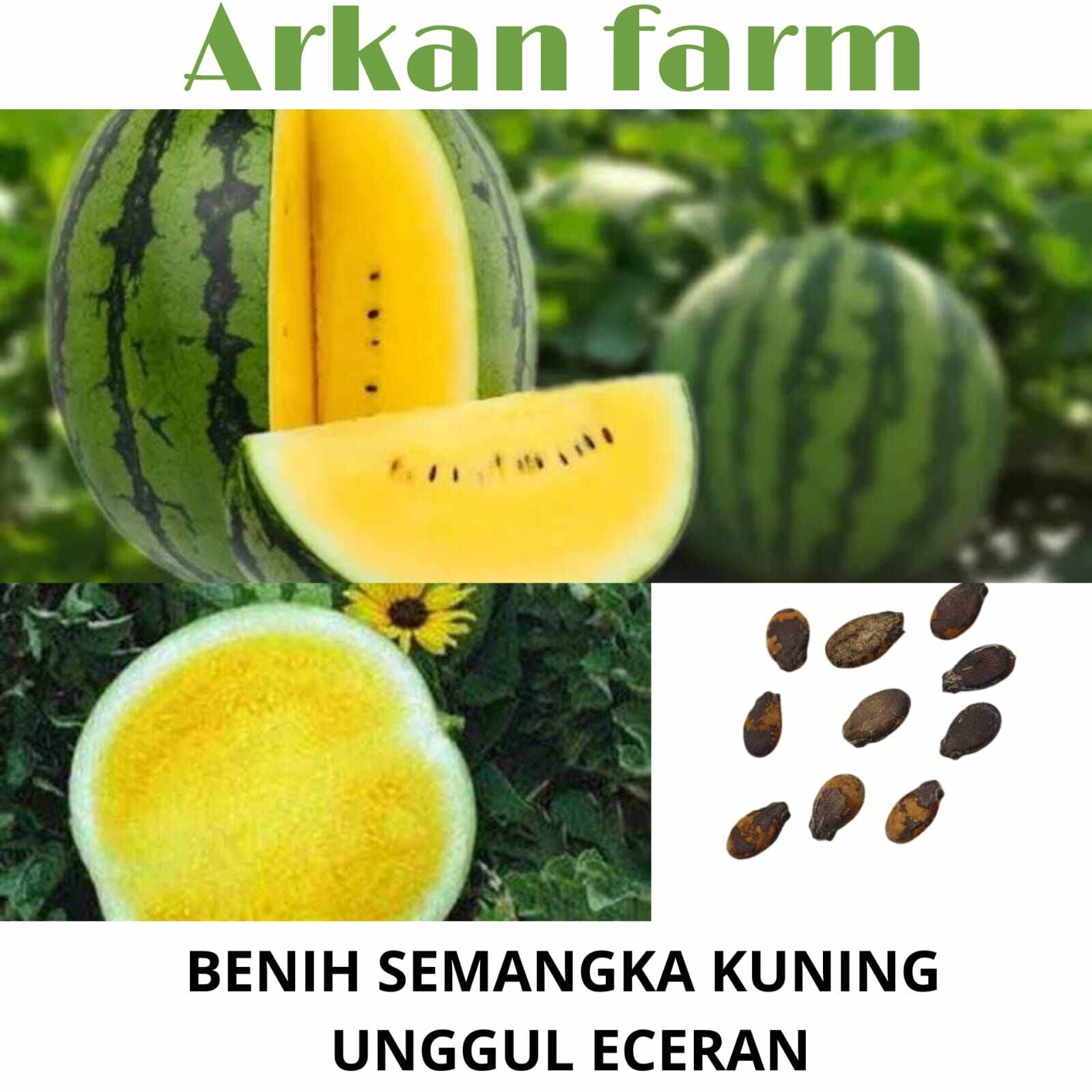 BENIH SEMANGKA KUNING UNGGUL ECERAN | Lazada Indonesia