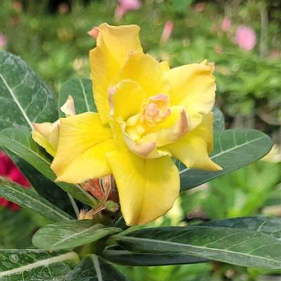 Bibit Adenium Bunga Tumpuk ID DUN HUANG Kamboja Jepang | Lazada Indonesia