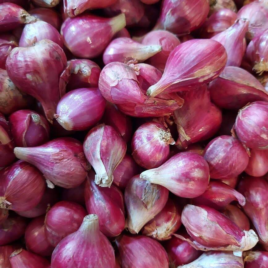 20 BUTIR BENIH BAWANG MERAH UNGGUL | Lazada Indonesia