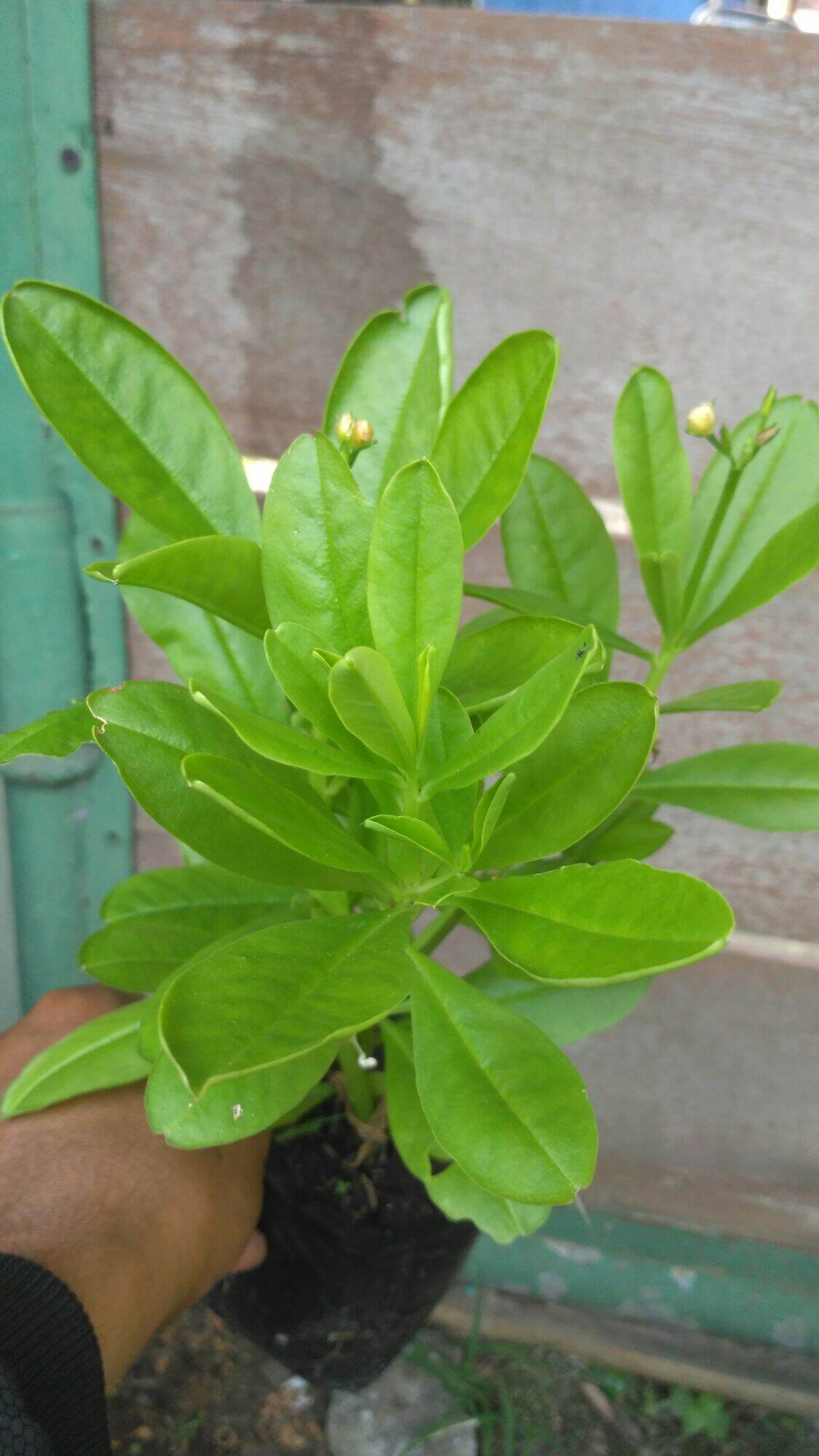 Bibit Tanaman Gingseng Jawa - Bibit Ginseng Jawa - Som Jawa - Tanaman ...