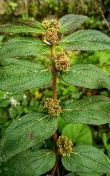 Daun Patikan Kebo Segar Per 300gram | Lazada Indonesia