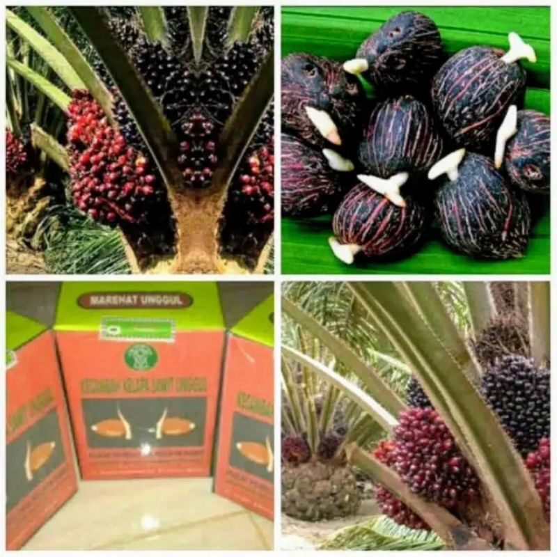benih kecambah sawit jenis marihat | Lazada Indonesia