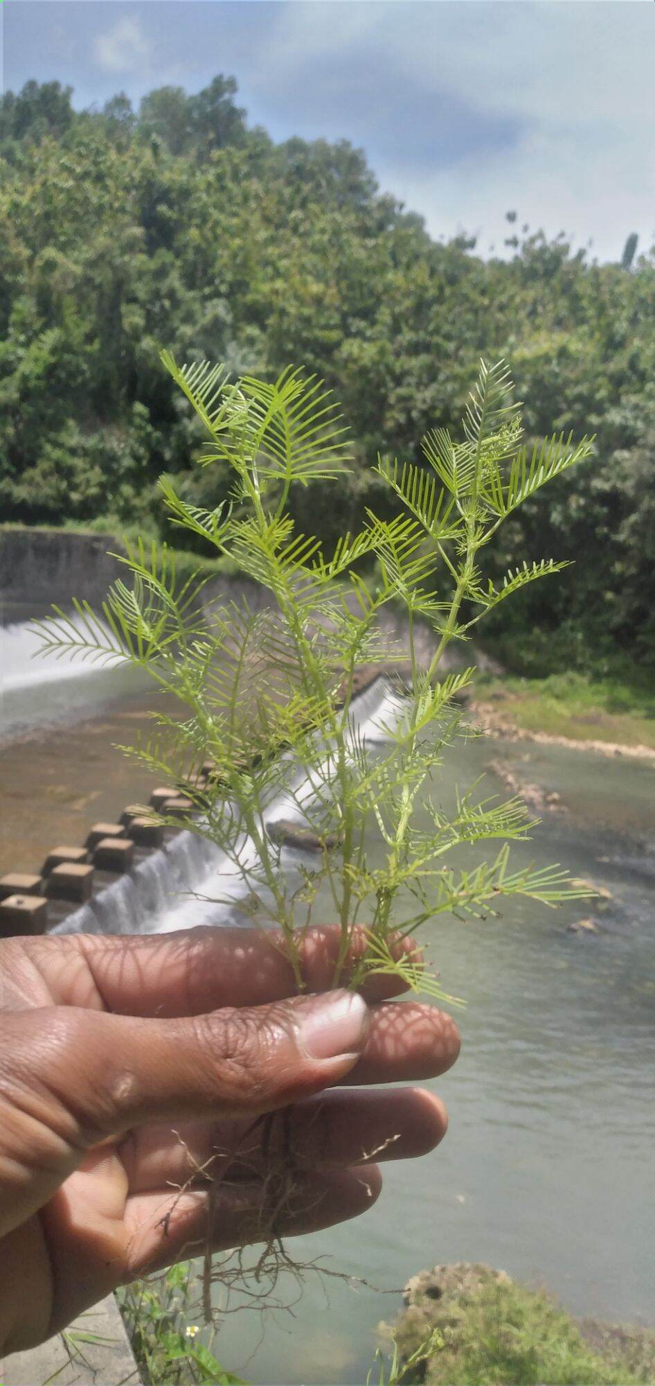BIBIT/BENIH TANAMAN SONGGO LANGIT-TINGGI 10CM/15CM-TANAMAN HIAS RINCIK ...