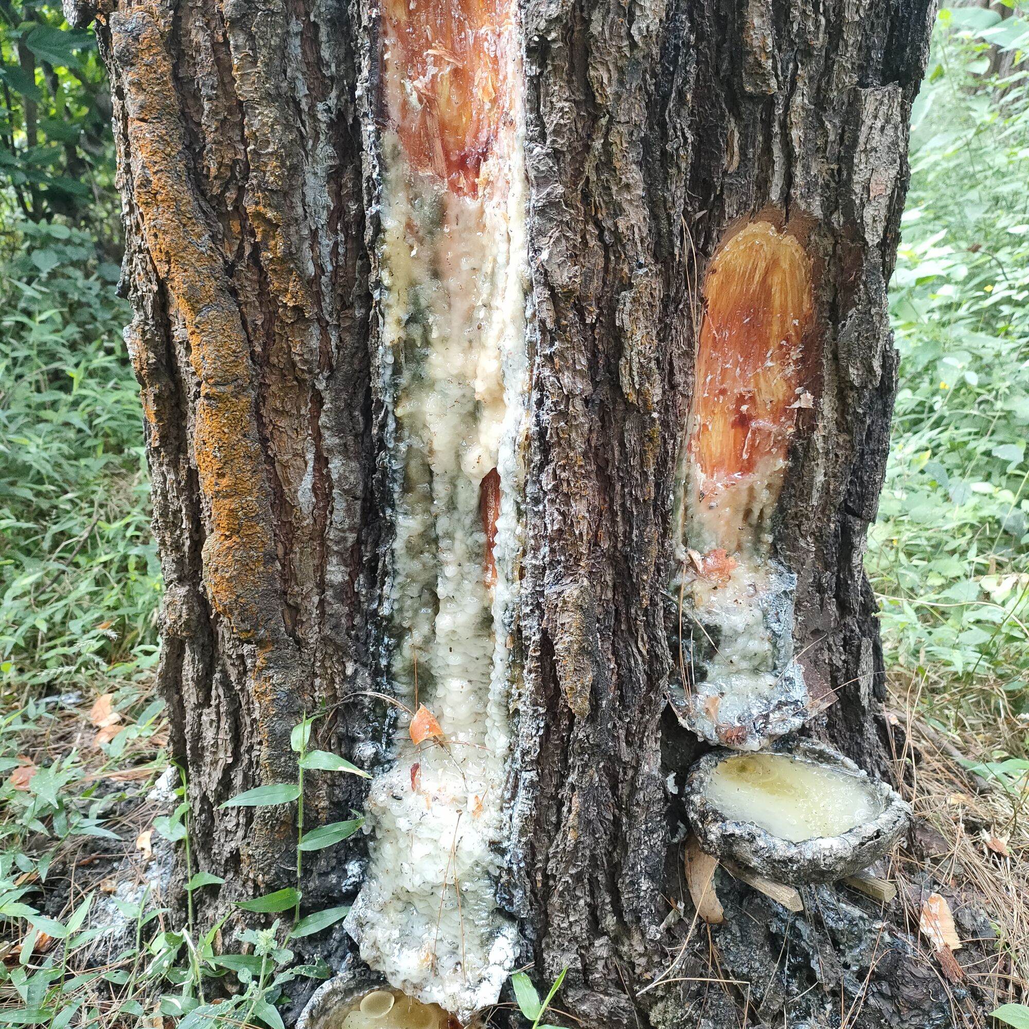 getah pinus resin mentah 1kg untuk lebah klanceng trigona dll | Lazada ...