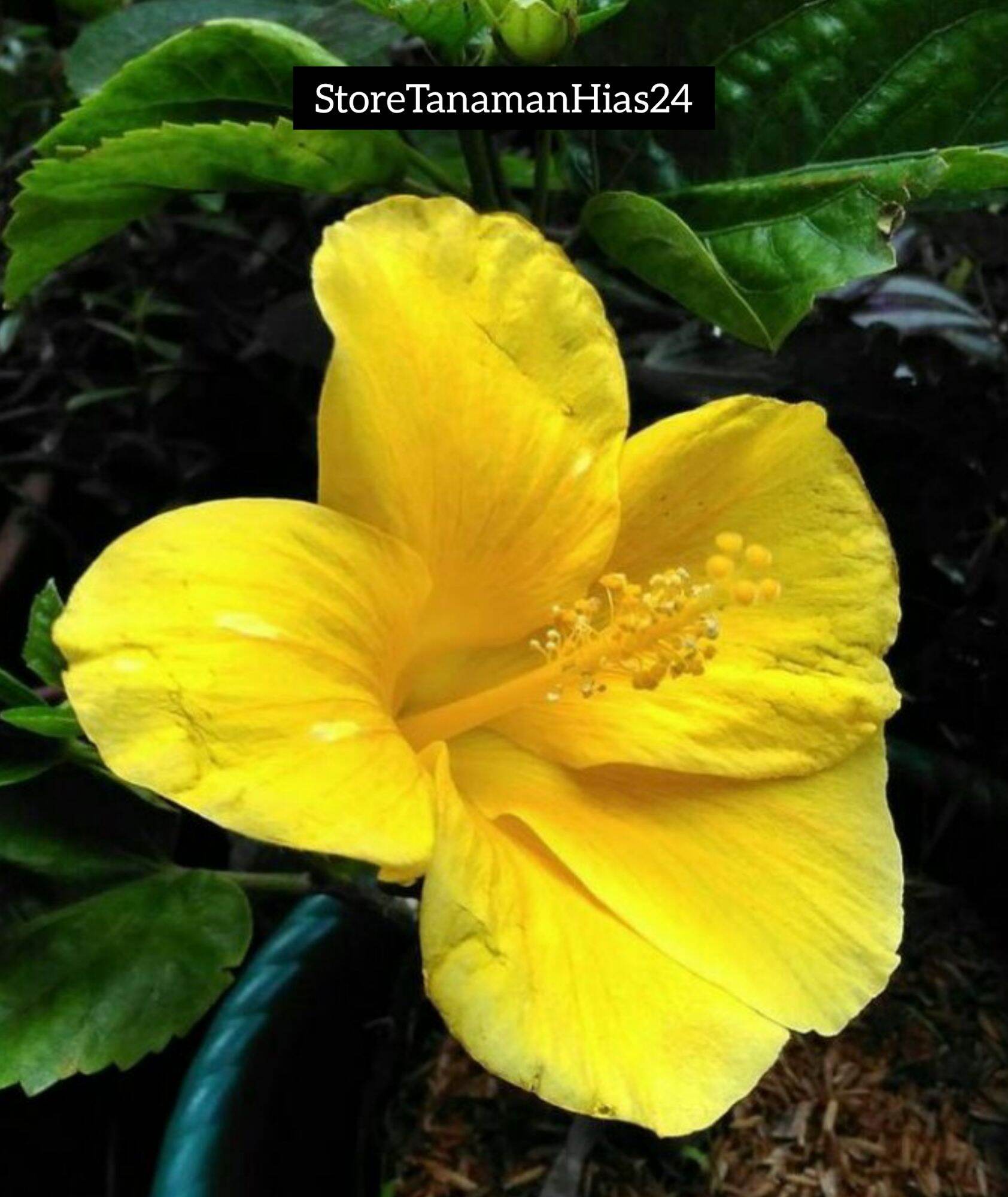 Tanaman Hias Bunga Hibiscus / Kembang Sepatu bunga kuning | Lazada ...