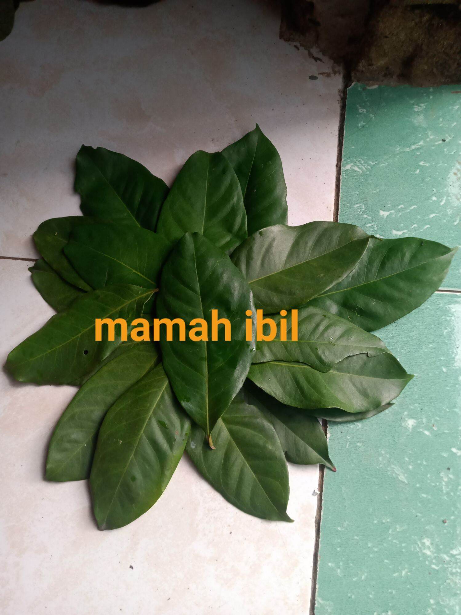 daun salam segar isi 1kg | Lazada Indonesia