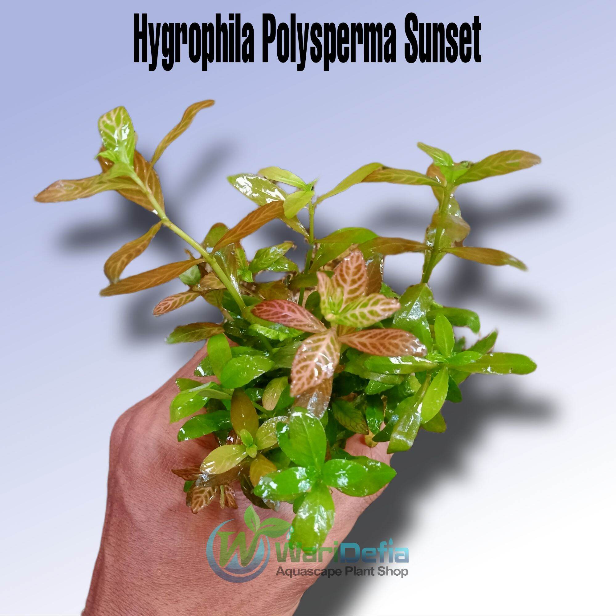 Hygrophila Polysperma Sunset Tanaman Aquascape Wabikusa | Lazada Indonesia