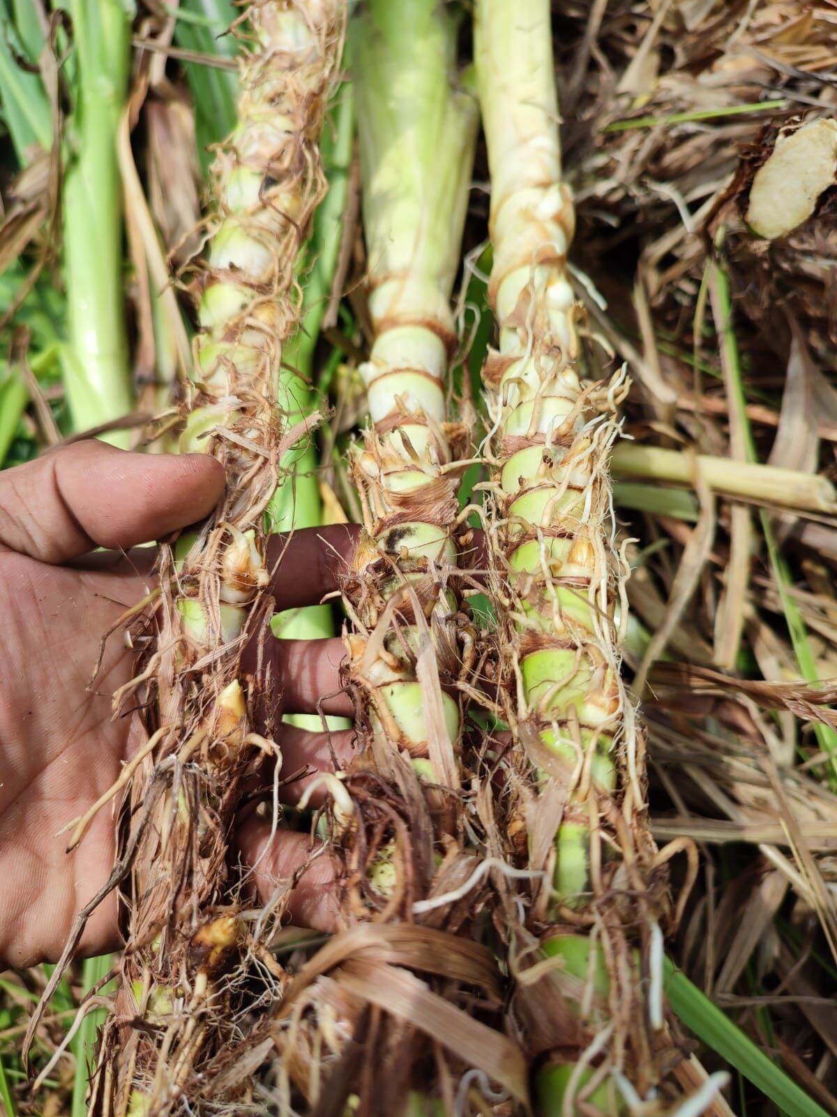 Promo Benih/Bibit Rumput Odot Super 10 Kg | Lazada Indonesia