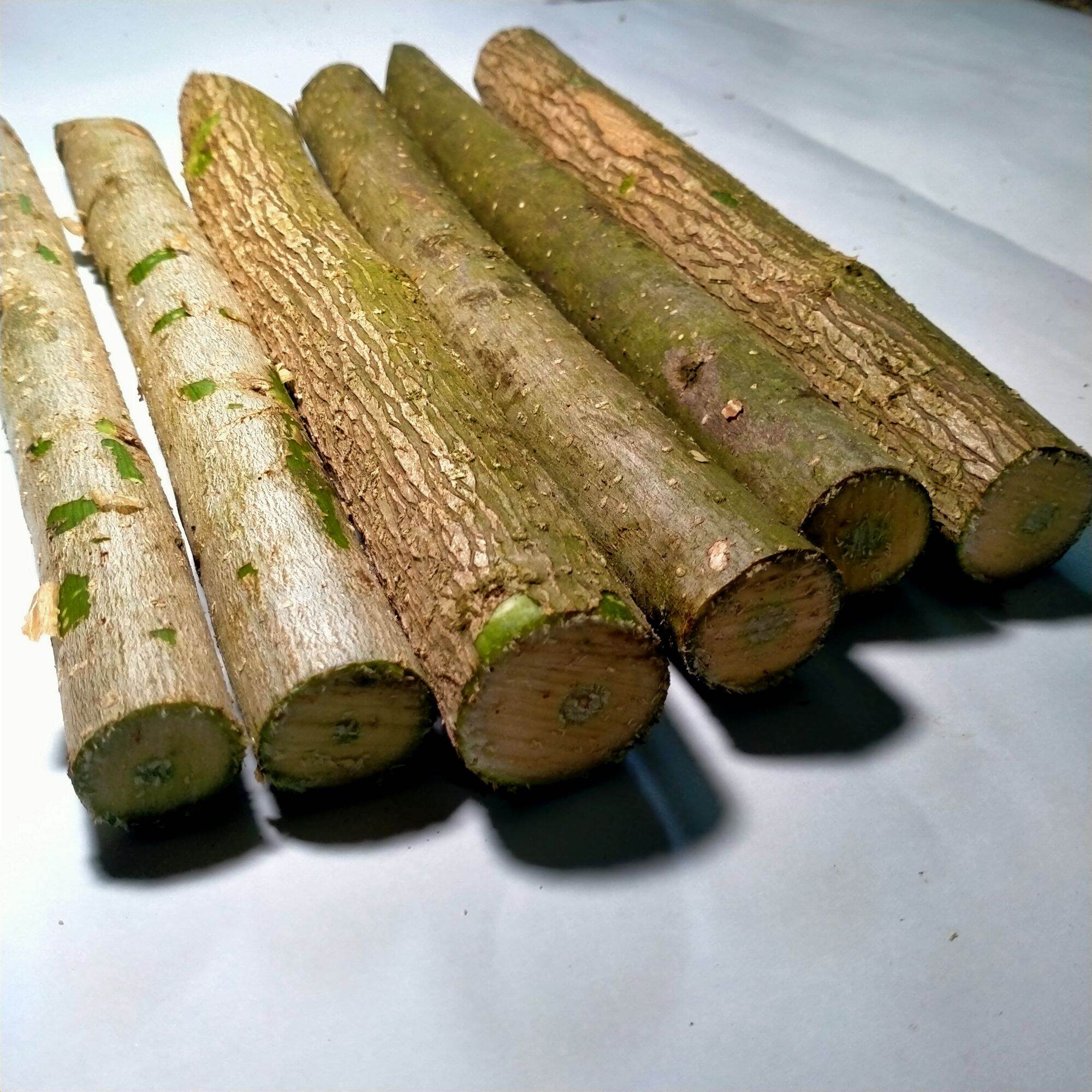 Bibit Stek Pohon Gamal super per 1 kg | Lazada Indonesia