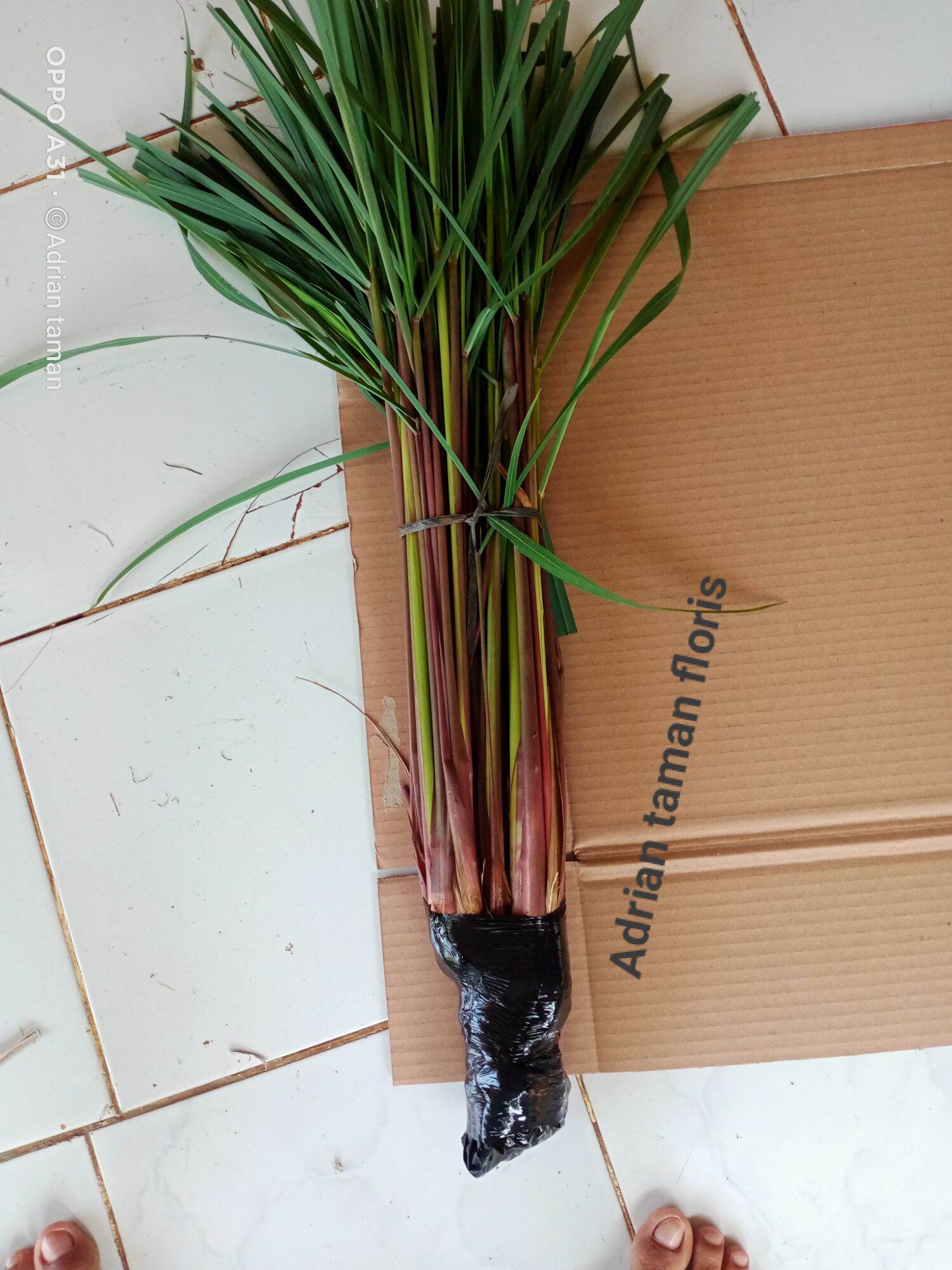 pohon sereh merah/ pohon sereh wangi paket 2 kg/ bibit pohon sereh ...