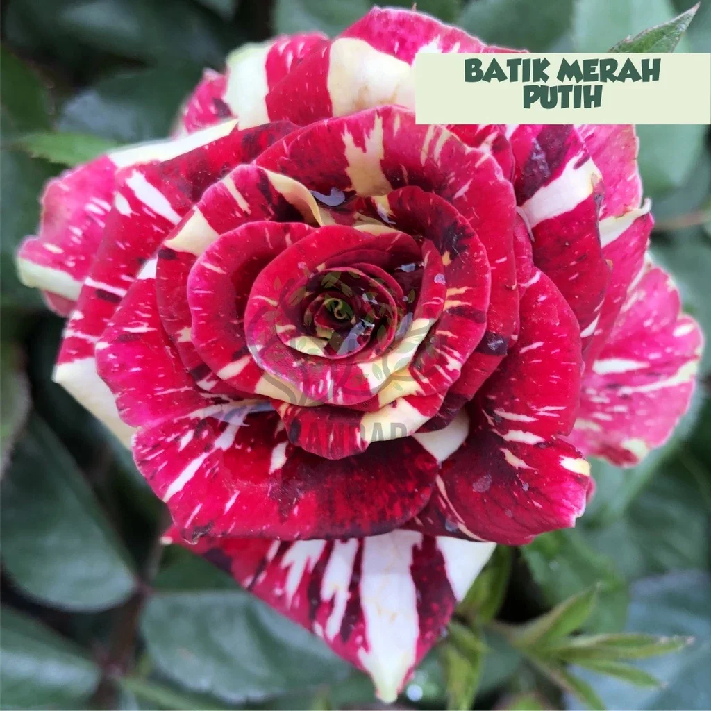 BIBIT TANAMAN HIAS BUNGA MAWAR // BATIK MERAH PUTIH | Lazada Indonesia