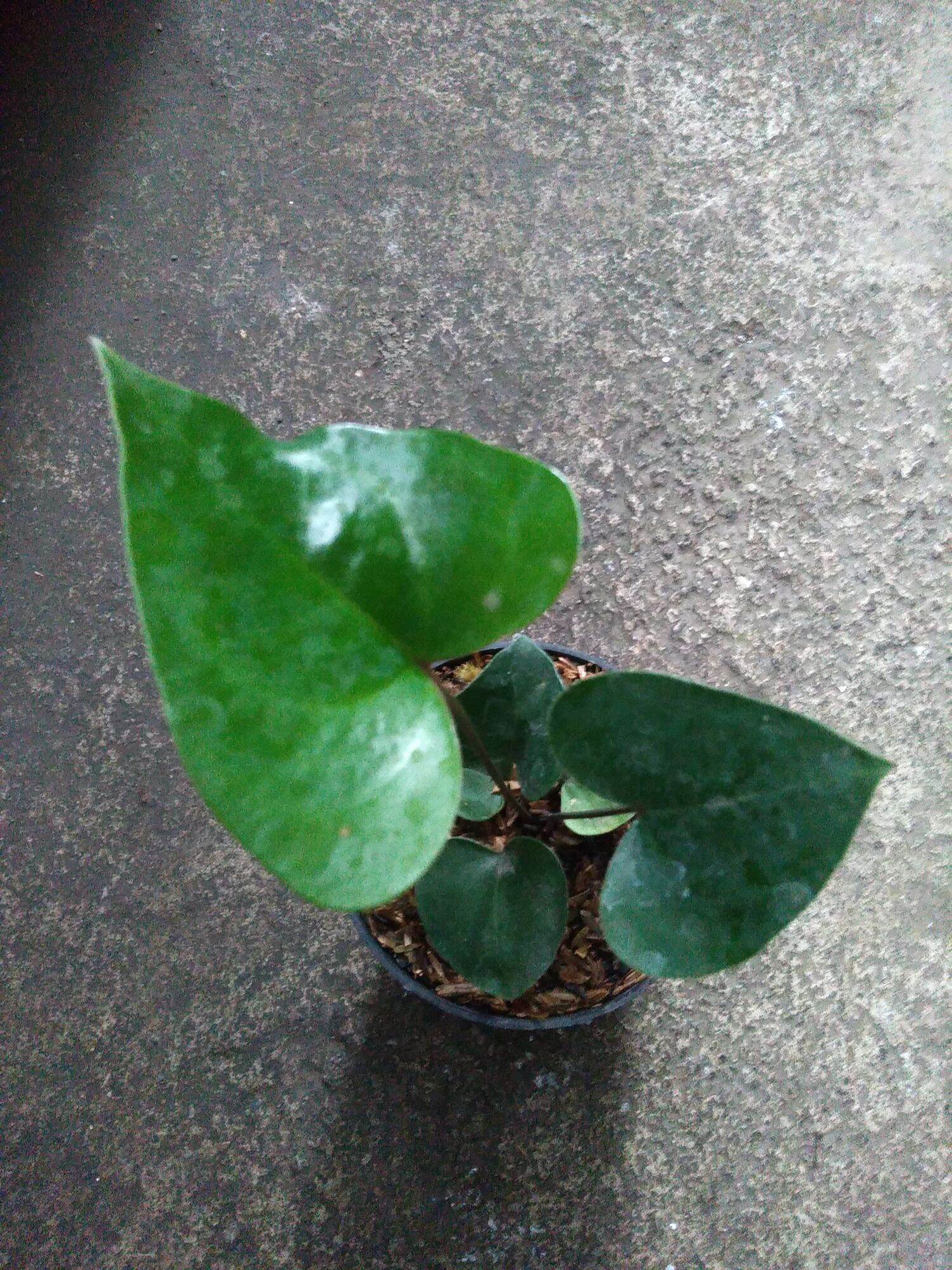 anthurium bintang kejora 01 | Lazada Indonesia