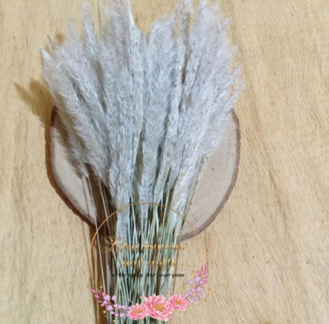 (10 tangkai) Bunga kering ilalang bulu | bunga alang-alang kering ...