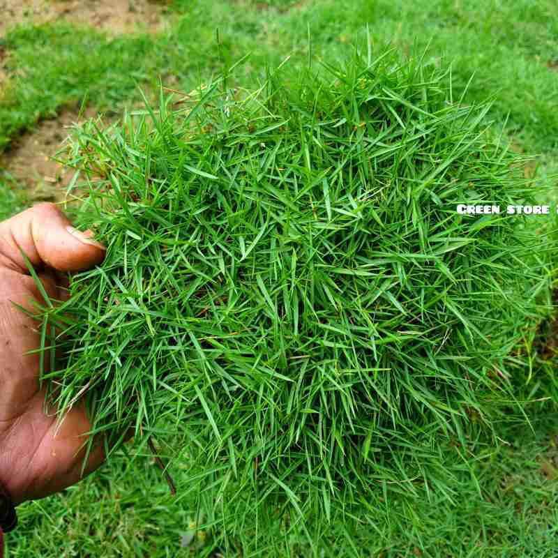15gram Benih rumput Jepang - Swiss - Bermuda 15gram - biji rumput ...