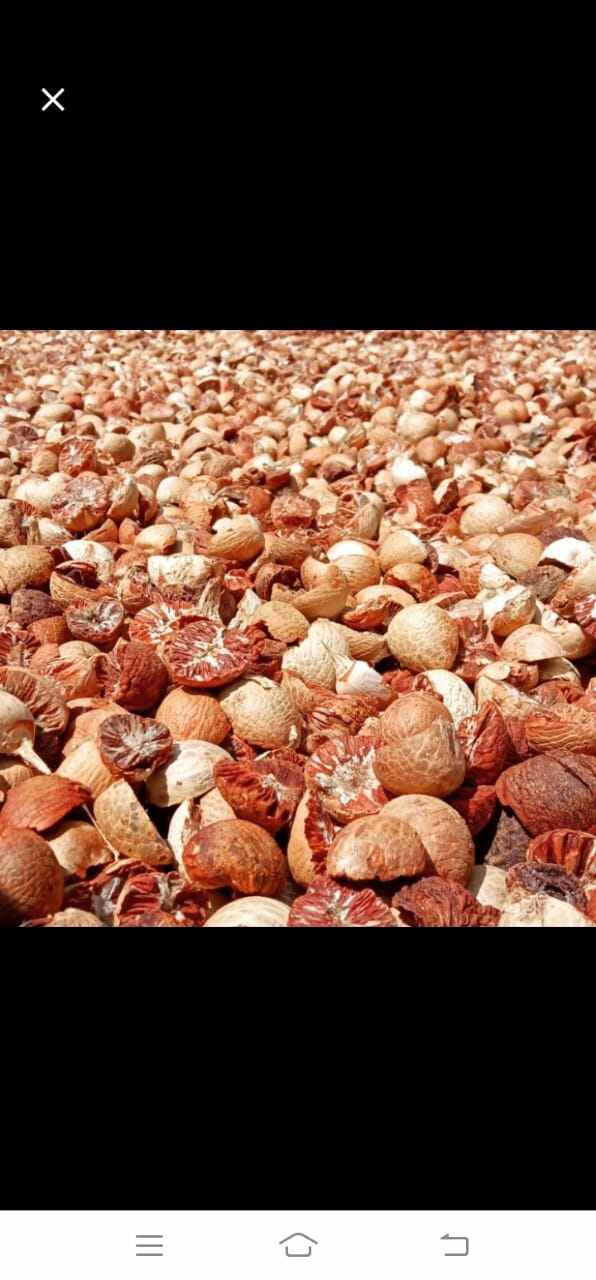 pinang kering /1kg | Lazada Indonesia