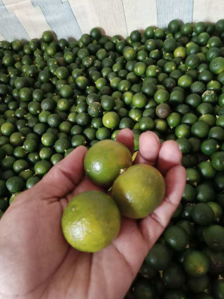 jeruk sonkit/lemon cui/ kasturi/kietna 1kg | Lazada Indonesia