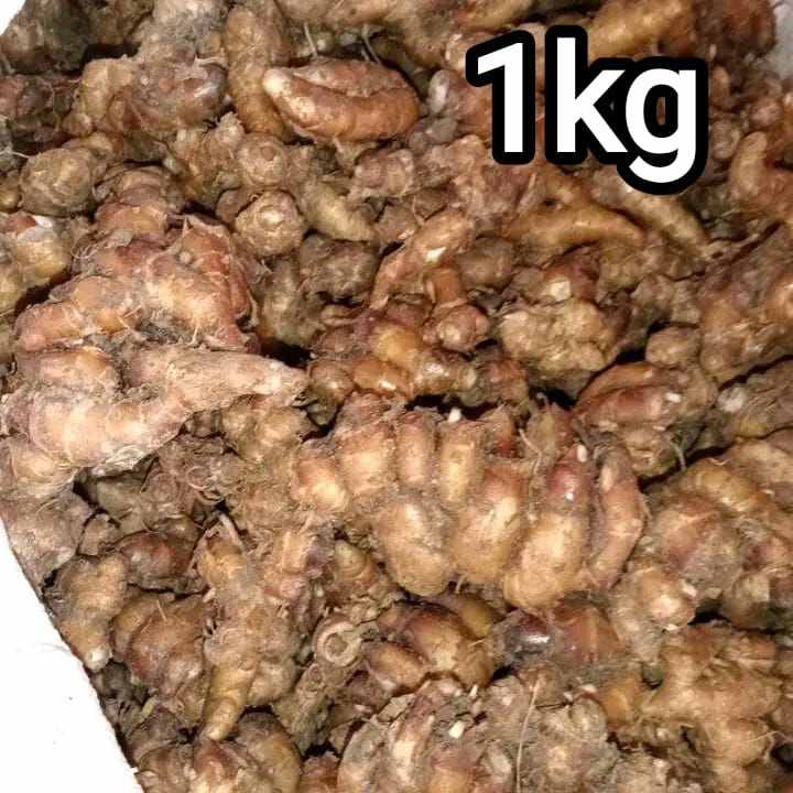 kencur 1 kg murah KENCUR BAGUS PRESS SEGER kencur segar murah kencur ...