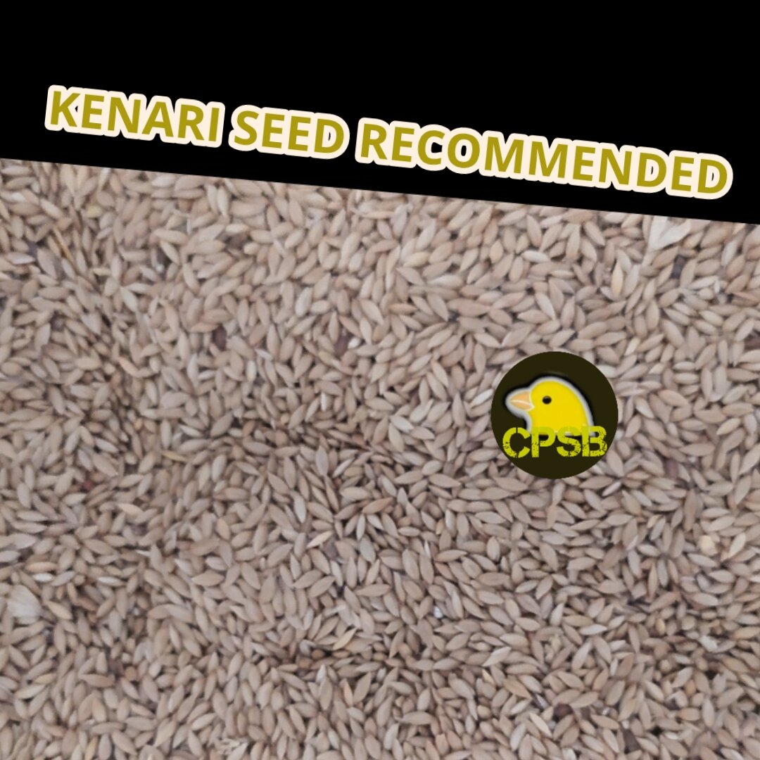 REAFY KENARI SEED 1Kg | Lazada Indonesia