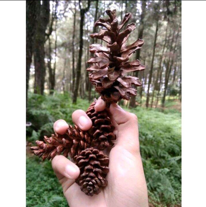 Pine Cone Bunga Pinus 1kg Asli Kering Media Kerajinan Rustic Mahar ...