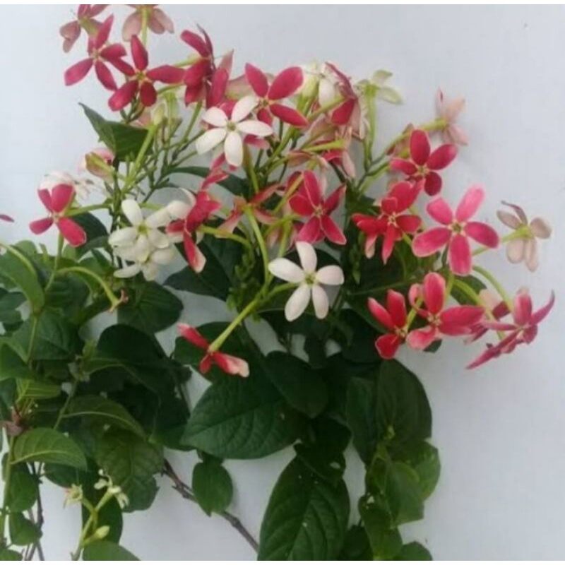 Pohon Melati Belanda | Lazada Indonesia