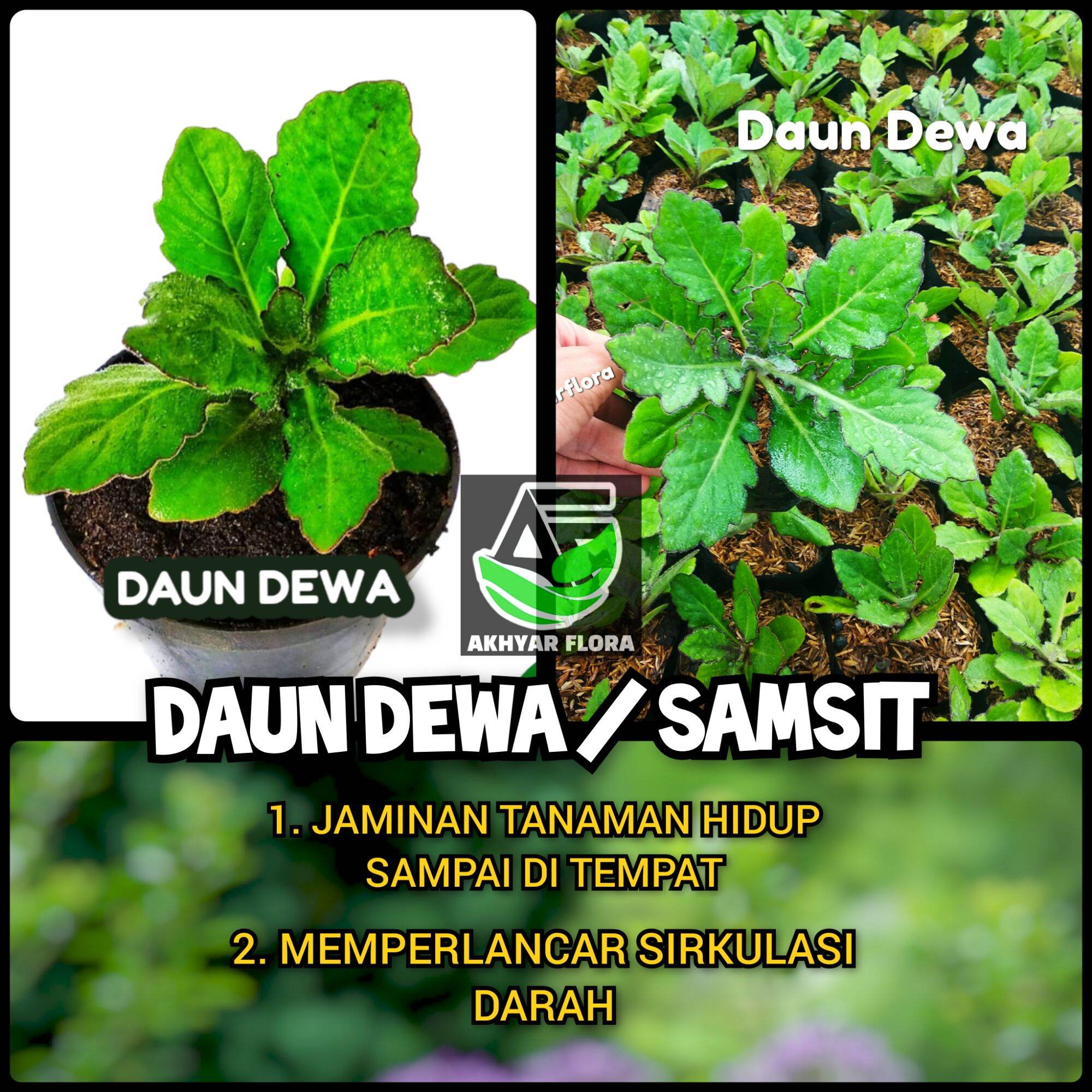 Tanaman Herbal Daun Dewa Bibit Tanaman Obat Dewa Pohon Dewa | Lazada Indonesia