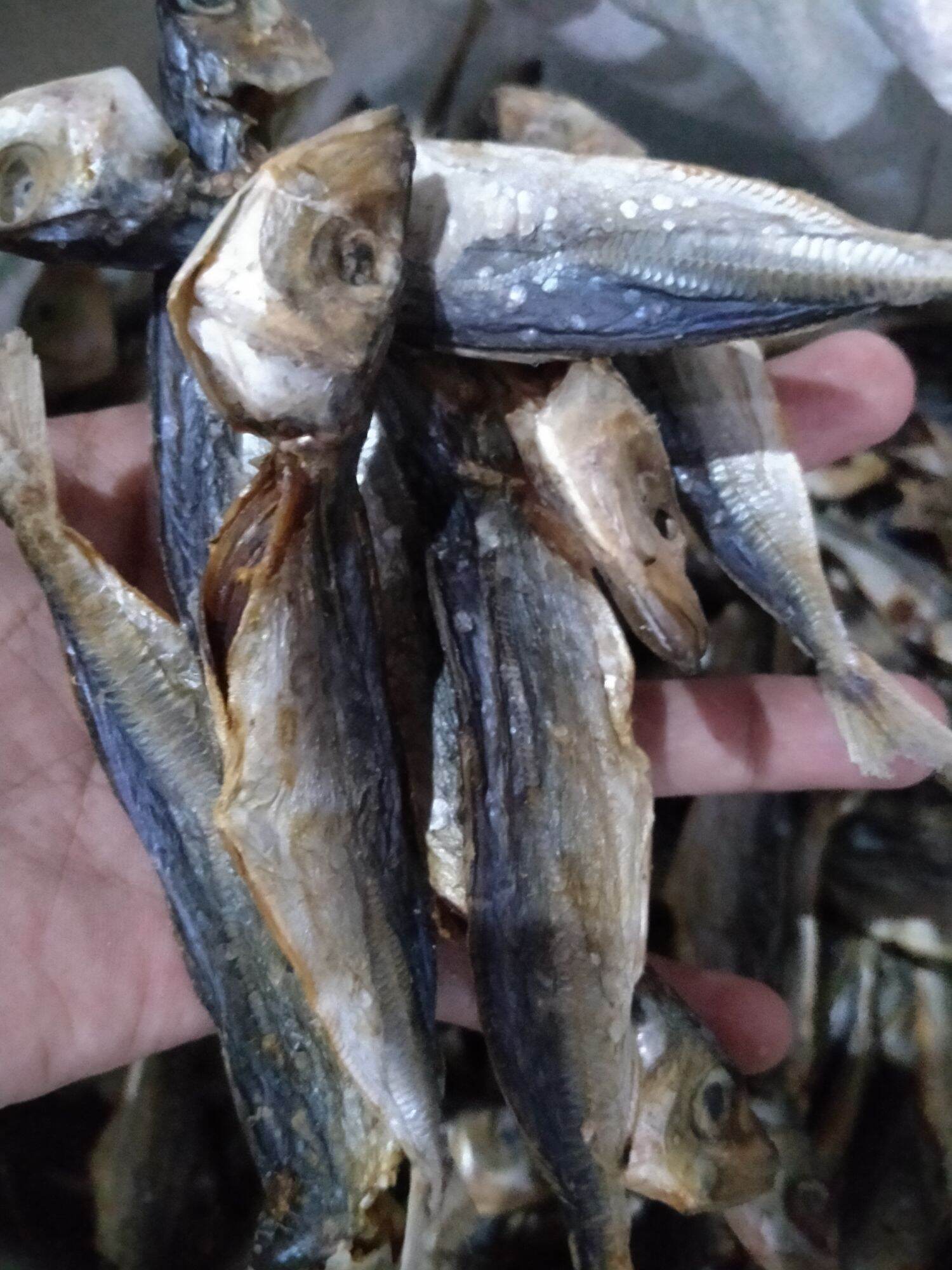 (PROMO) IKAN KLOTOK ASIN 1 KG 1KG Jumbo Murah | Lazada Indonesia