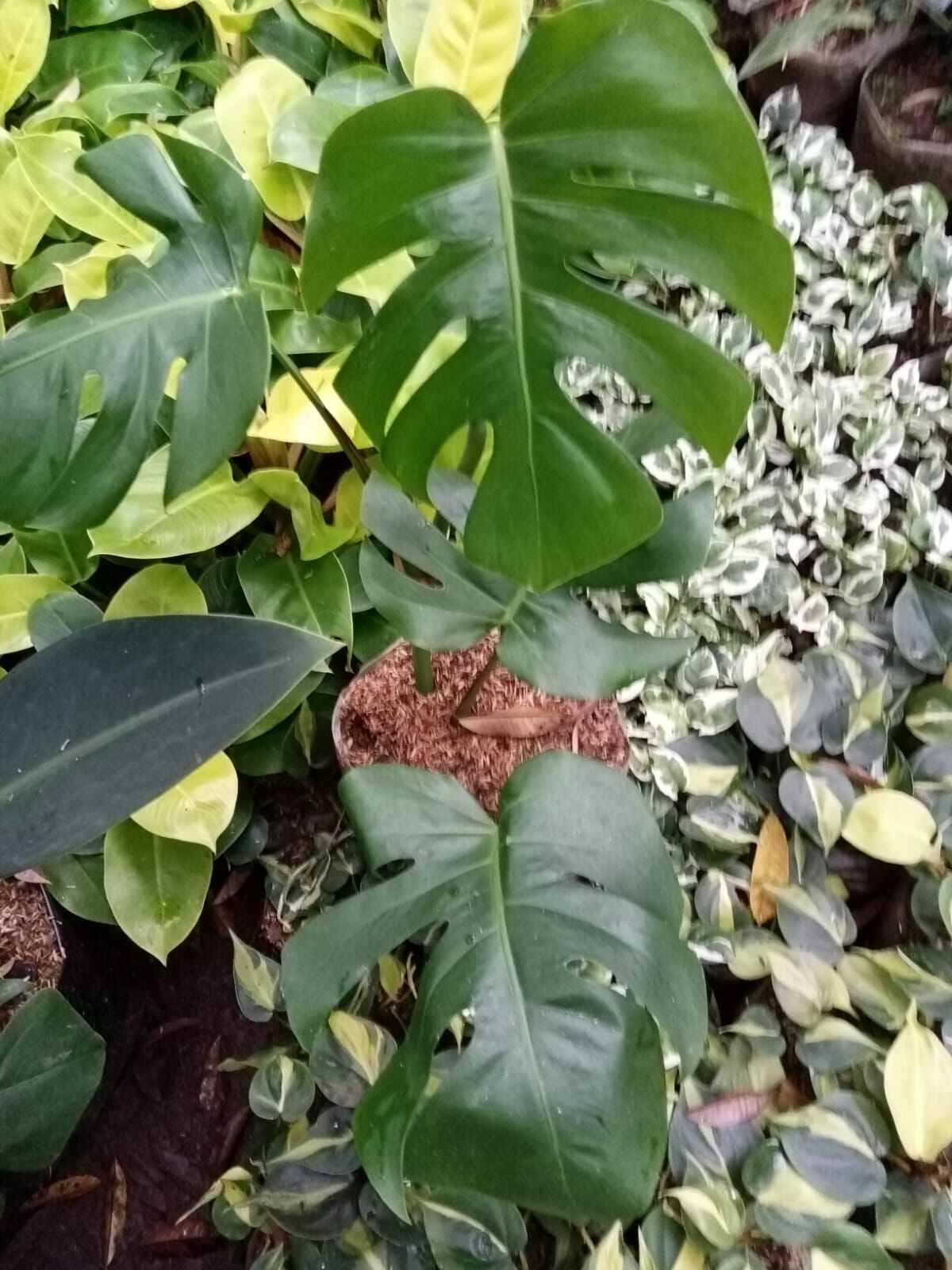 Bunga Monstera Bunga Hias Daun Asli Tanaman Dekorasi Taman Dan Rumah ...