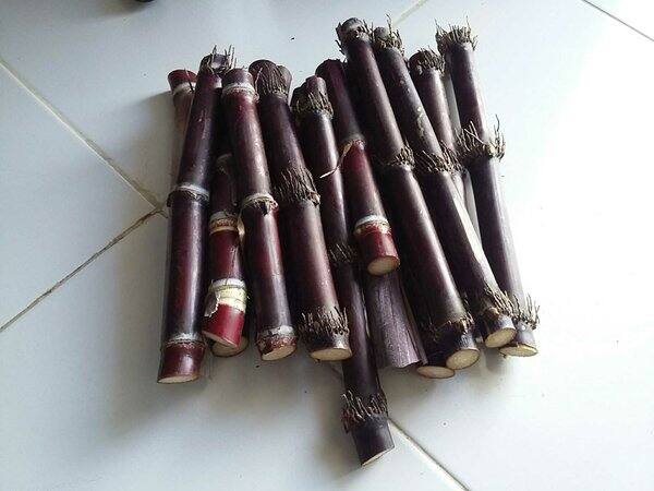 tebu hitam atau tebu Ireng segar per 1 kg | Lazada Indonesia