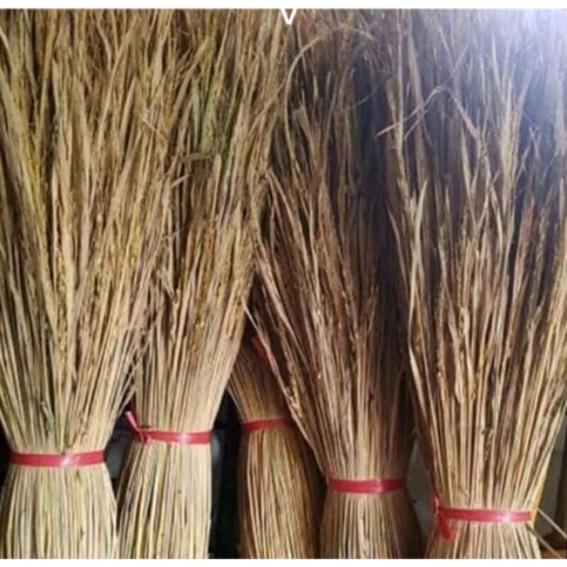 JERAMI PADI KERING 1 KG ALAS KANDANG TERNAK MURAH | Lazada Indonesia