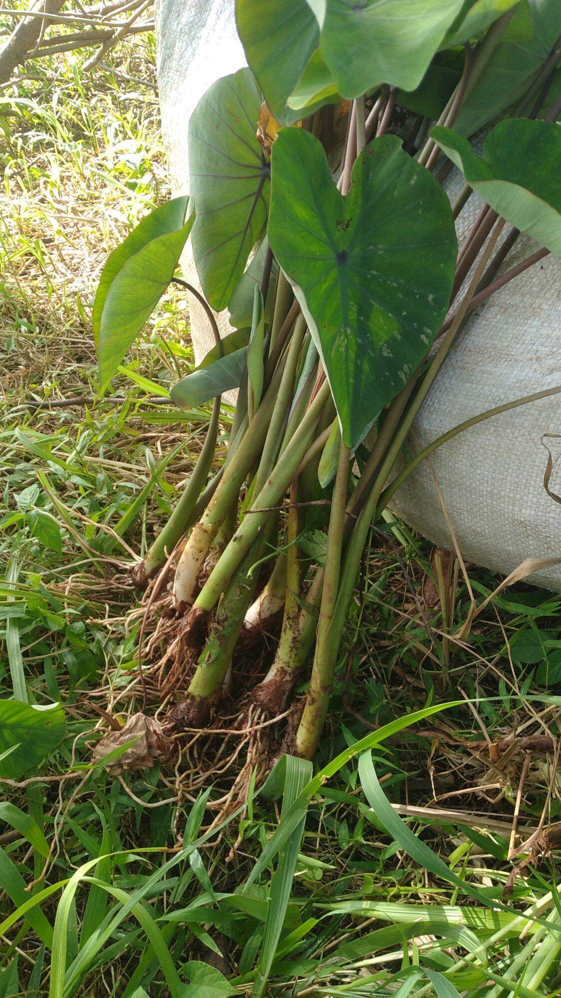 bibit keladi cina / talas bentoel loma | Lazada Indonesia