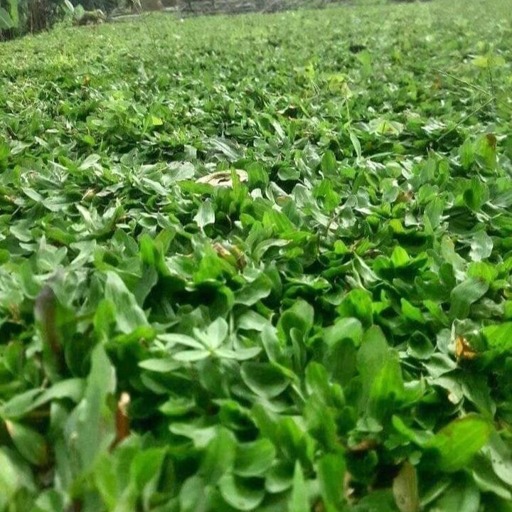 RUMPUT Gajah Mini rumput halaman rumah | Lazada Indonesia