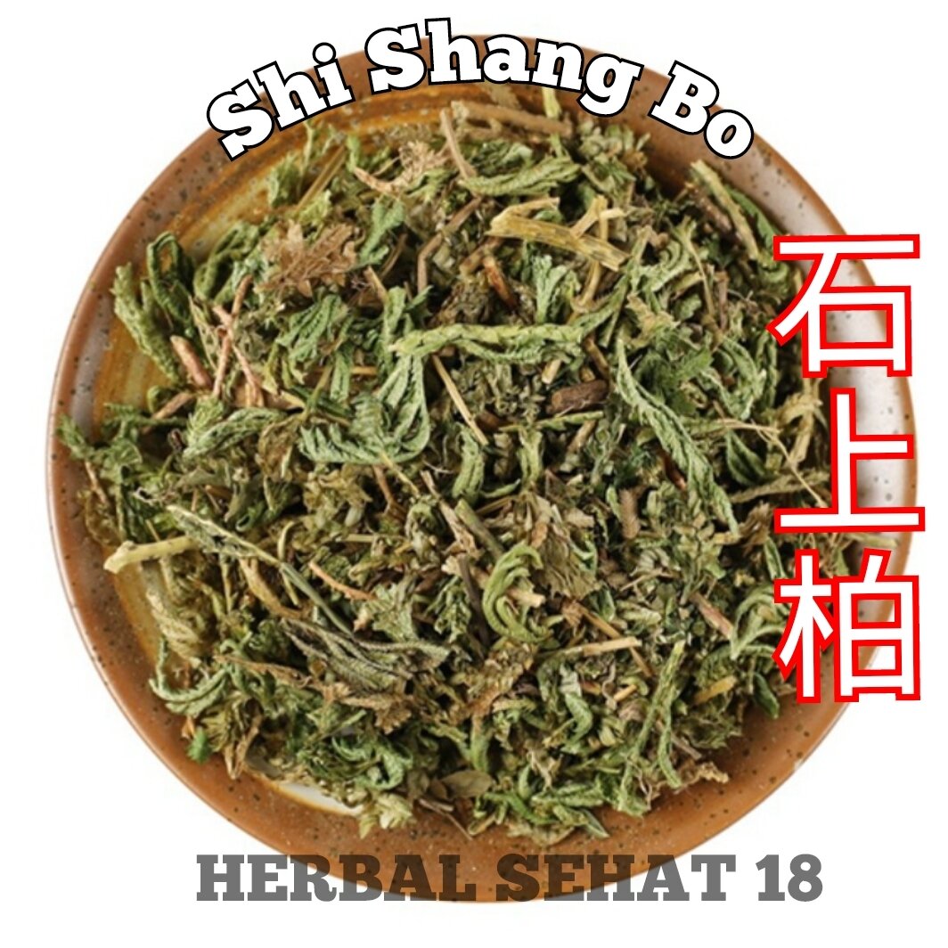 Shi Shang Bo 石上柏 600gram / Shi Shang Bai Selaginella | Lazada Indonesia