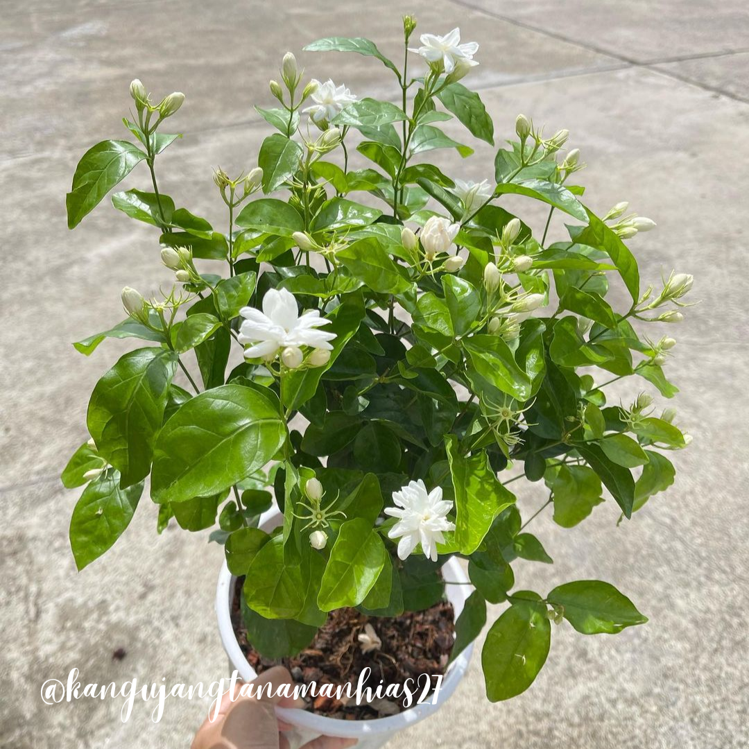 TANAMAN HIDUP MELATI MINI WANGI | BUNGA MELATI HIDUP | BISA BAYAR ...