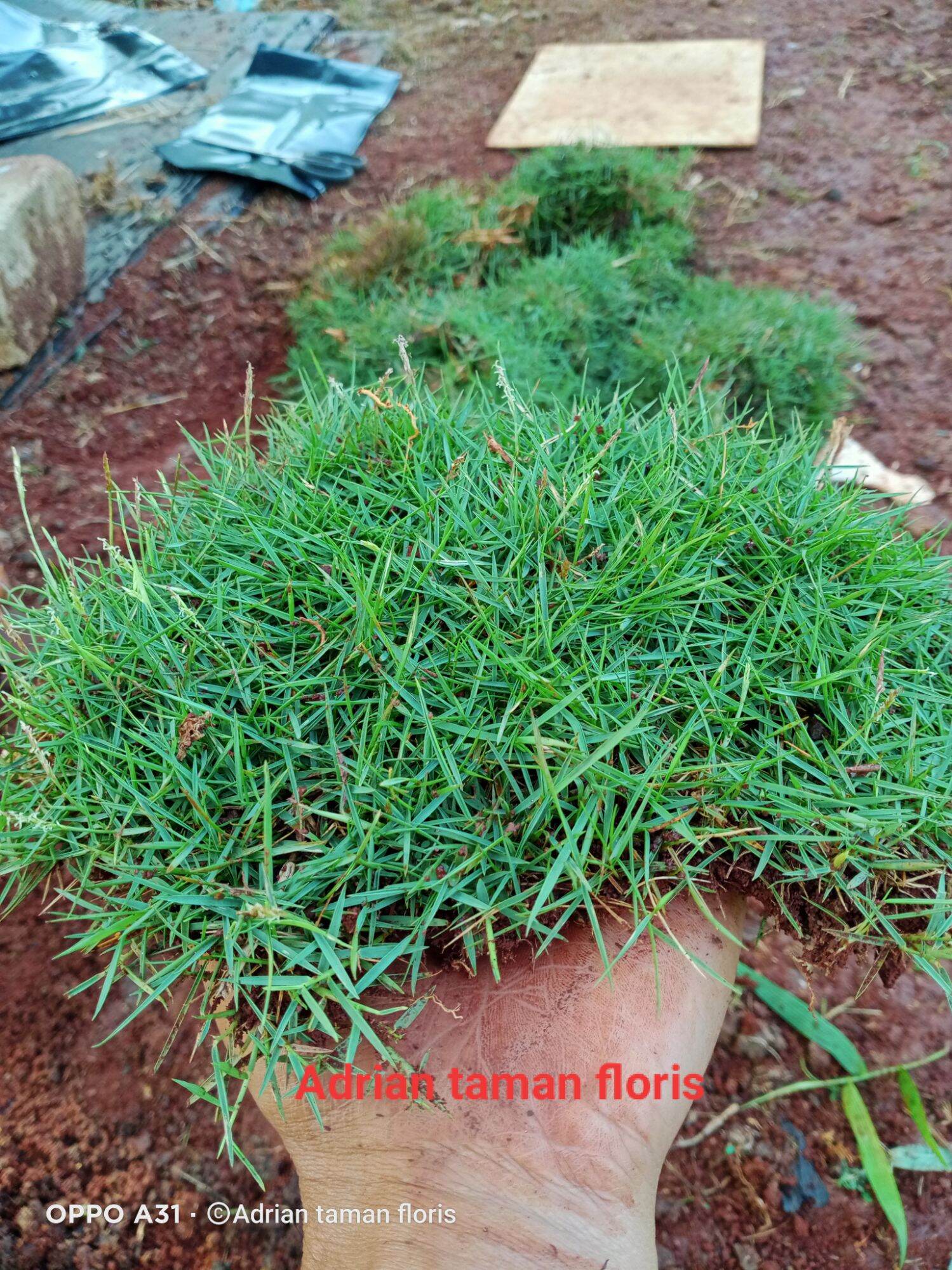 rumput jepang rumput Peking 1 meter persegi | Lazada Indonesia