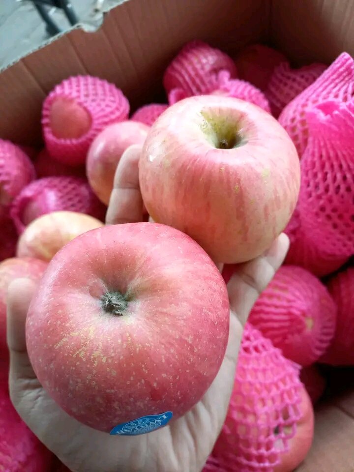 BUAH APEL FUJI SEGAR 1 KG | Lazada Indonesia