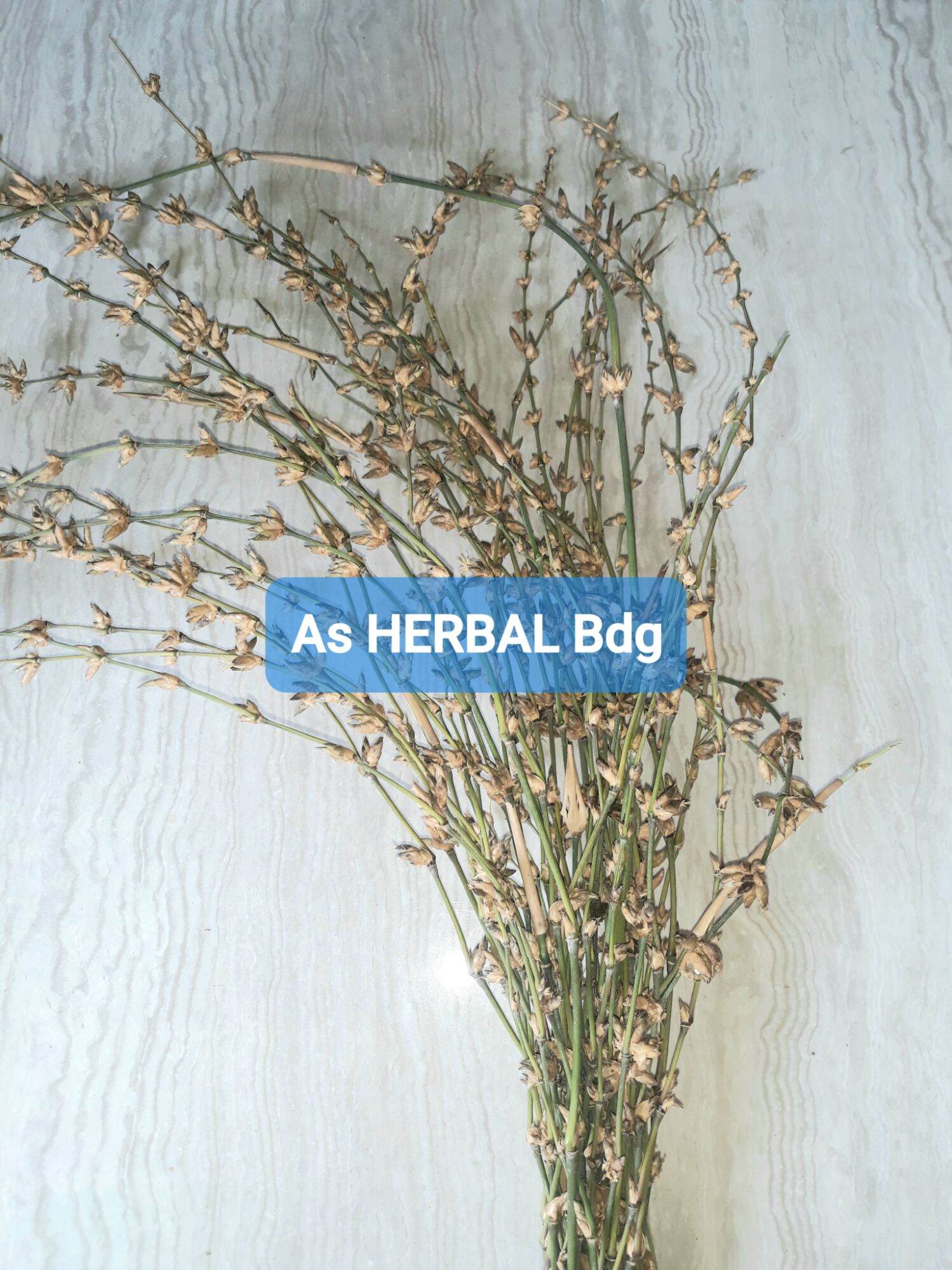 Bunga bambu asli / Kembang pring asli | Lazada Indonesia