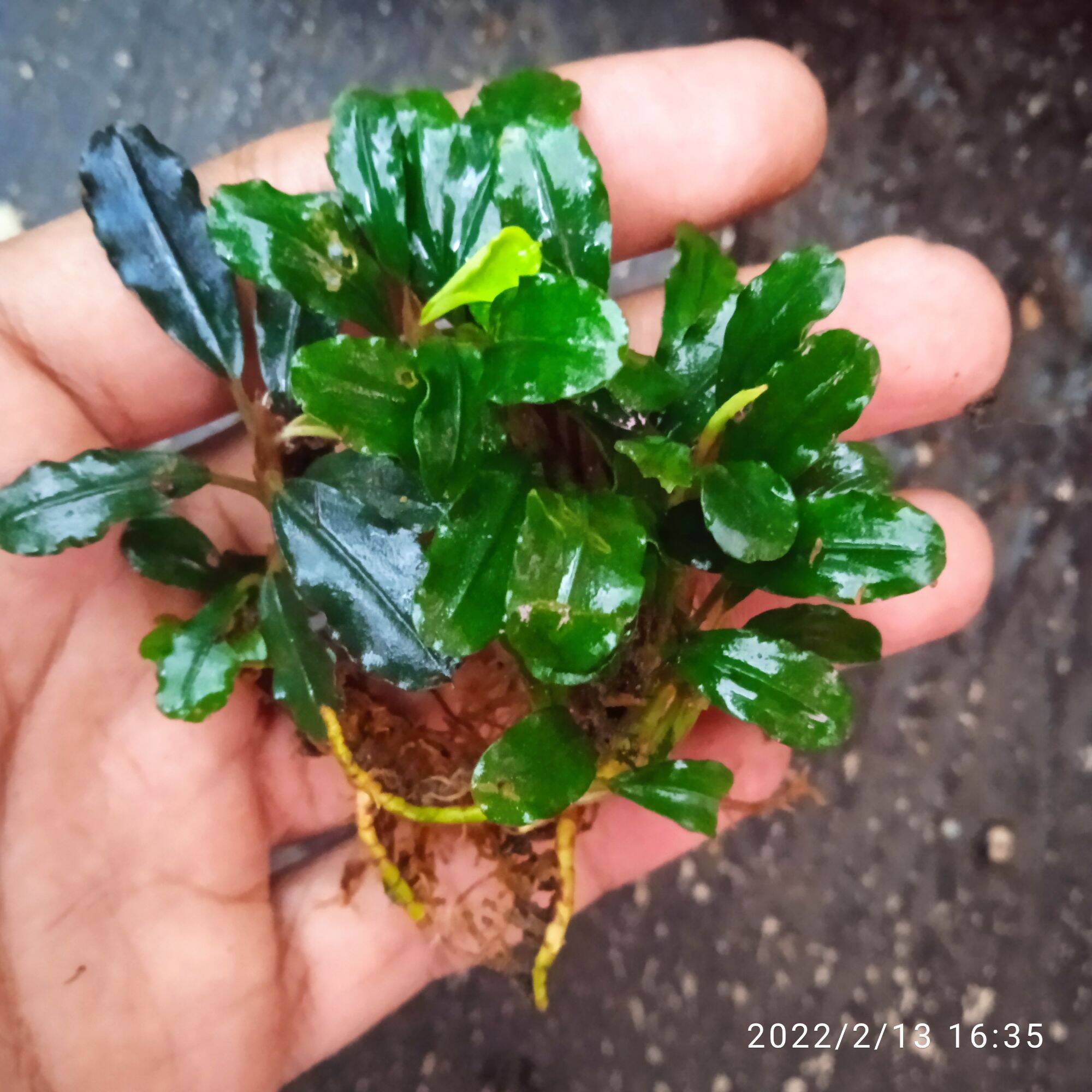 Bucephalandra Boyan Tanaman Aquascape | Lazada Indonesia
