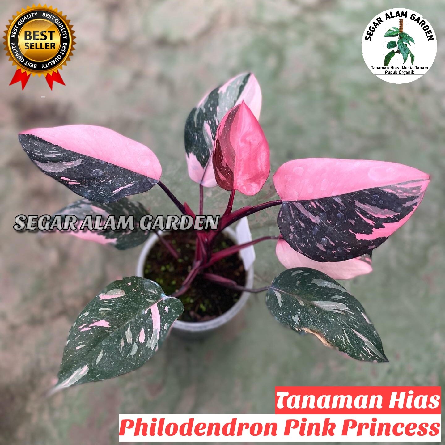 ORIGINAL Tanaman Hias Philodendron Pink Princess - Philo Pink Princess ...