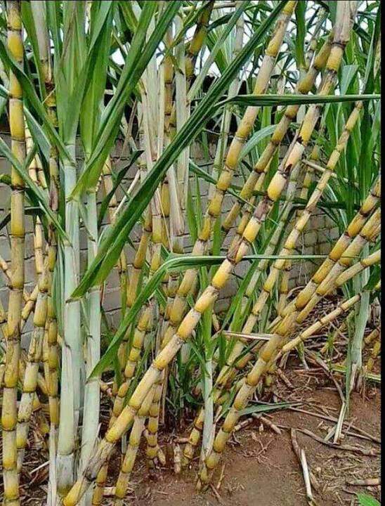 1kg tebu kuning | Lazada Indonesia