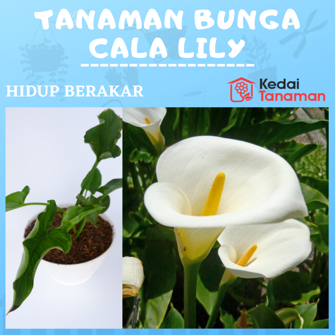 Tanaman Hias Bunga Hidup CALA LILY Sudah Berakar Siap Berbunga | Lazada ...