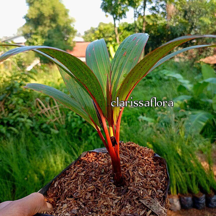 POHON PALEM BOTOL - TANAMAN HIAS PALEM BOTOL MERAH | Lazada Indonesia