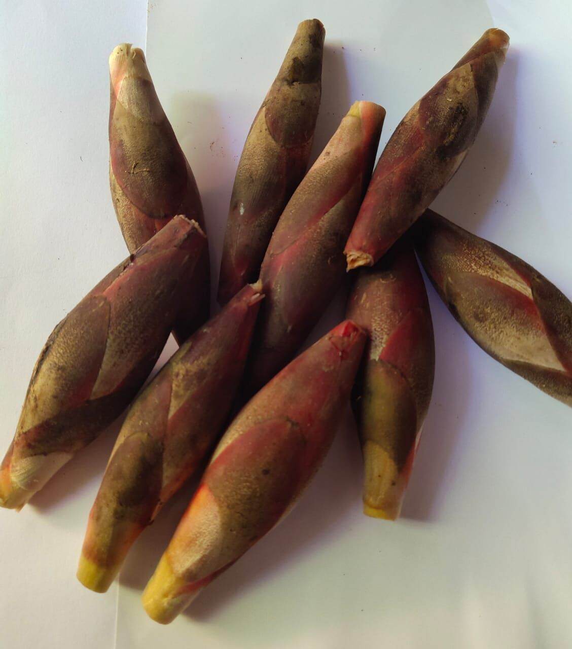 Promo jual buah galoba atau galobe/pining organik obat hip/aids ...
