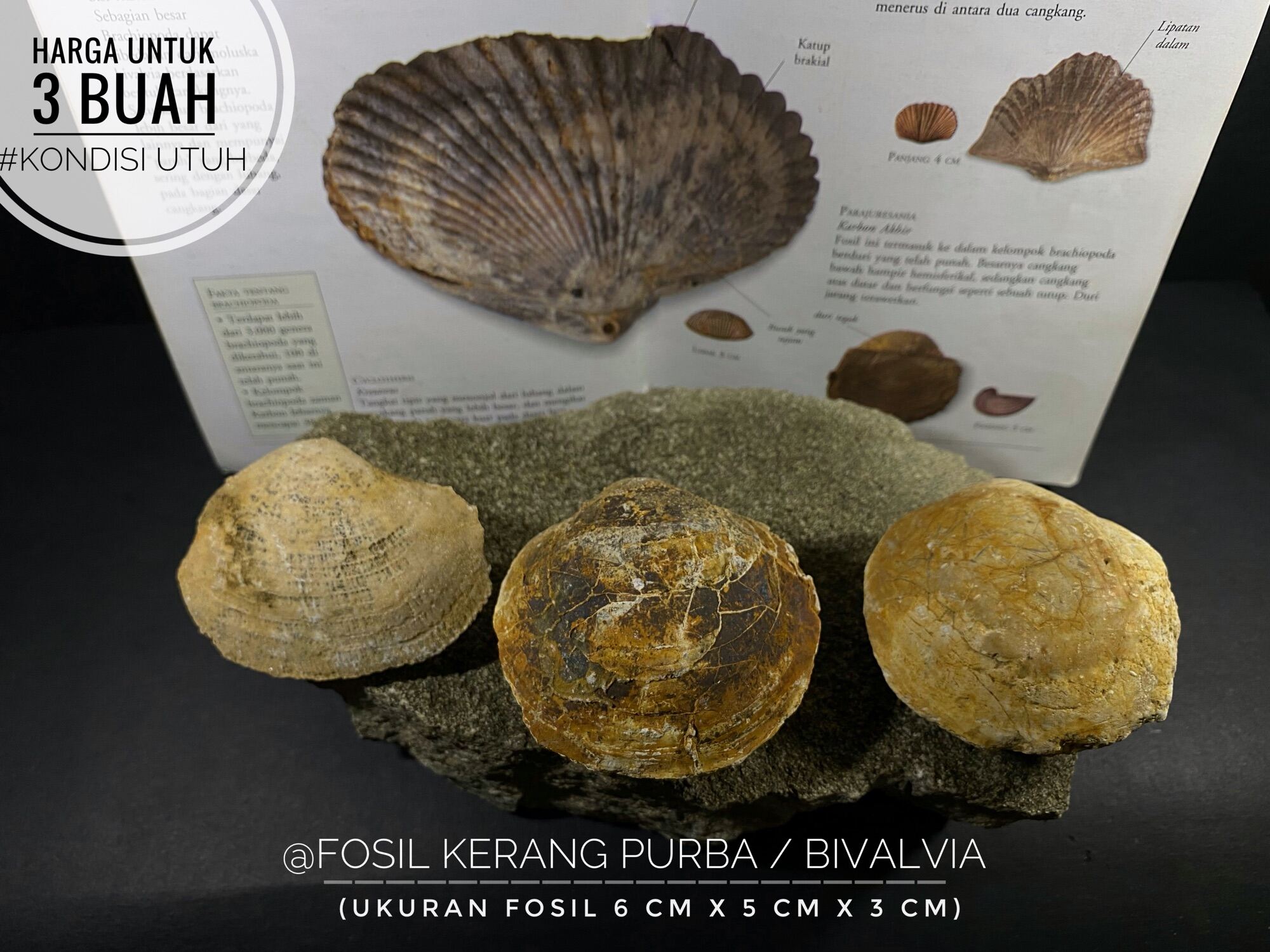 Fosil Kerang Purba Temuan A34 atau Fosil Kijing atau Fossil Bivalvia ...