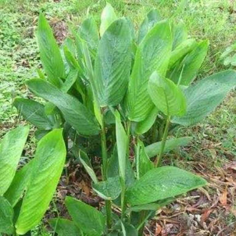 Umbi Garut Segar Herbal Lambung 1kg | Lazada Indonesia
