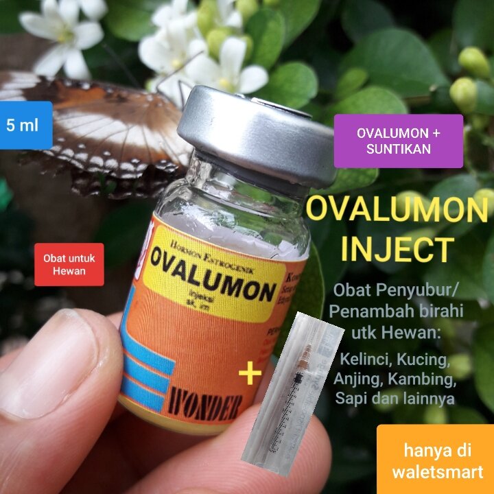 Ovalumon 5ml + Suntikan Hormon Perangsang Birahi Kelinci Kucing Anjing ...