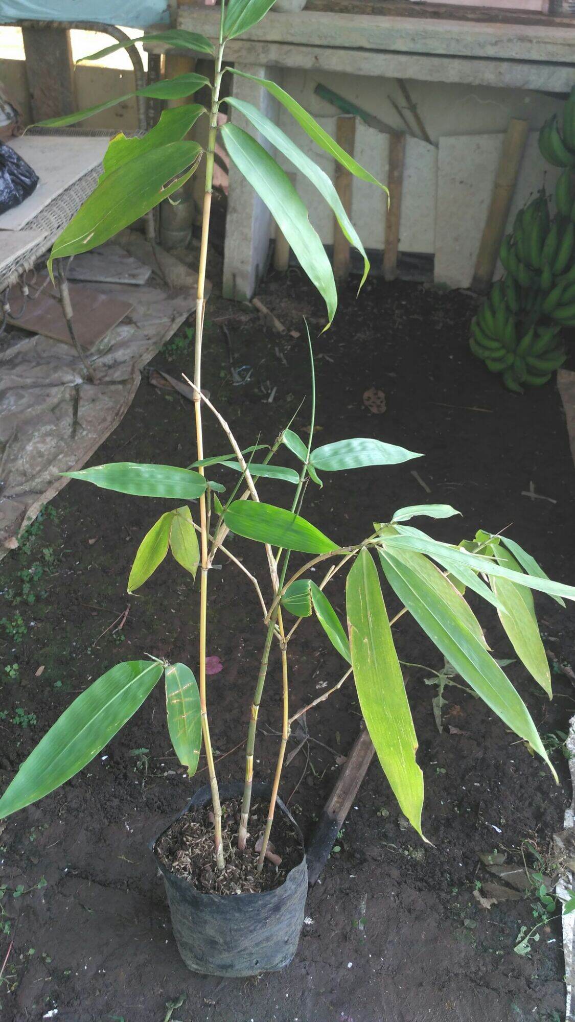 Bibit Pohon Bambu Kuning Hias/Tanaman Andong Kuning | Lazada Indonesia